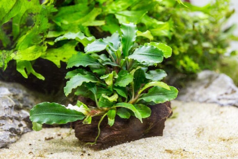 Panduan 102 Jenis Bucephalandra Untuk Aquascape - Tanaman Aquascape Id