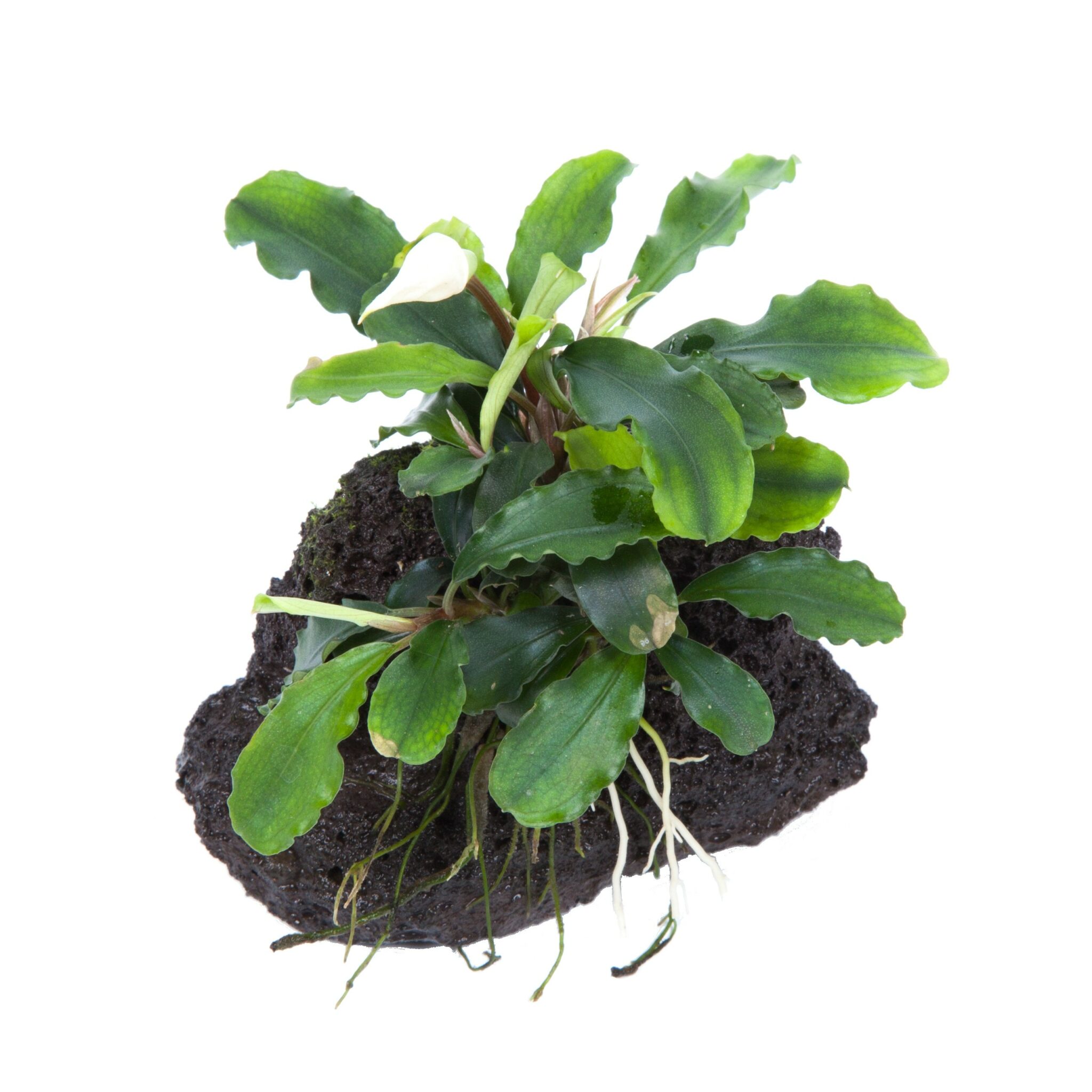 Panduan 102 Jenis Bucephalandra Untuk Aquascape - Tanaman Aquascape Id