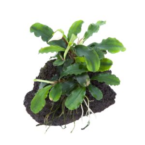 Panduan 102 Jenis Bucephalandra Untuk Aquascape - Tanaman Aquascape Id