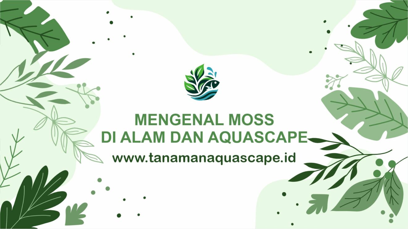 Mengenal Moss Di Alam Dan Aquascape - Tanaman Aquascape Id