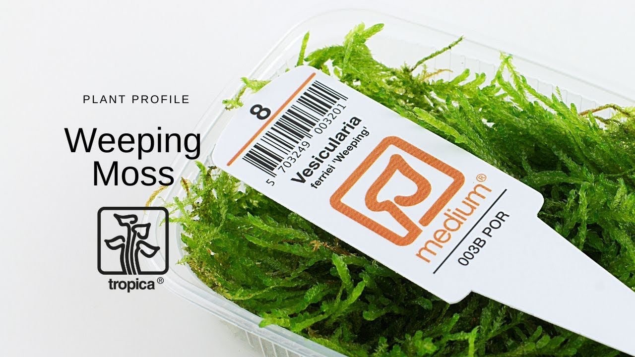 Mengenal Moss Di Alam Dan Aquascape - Tanaman Aquascape Id