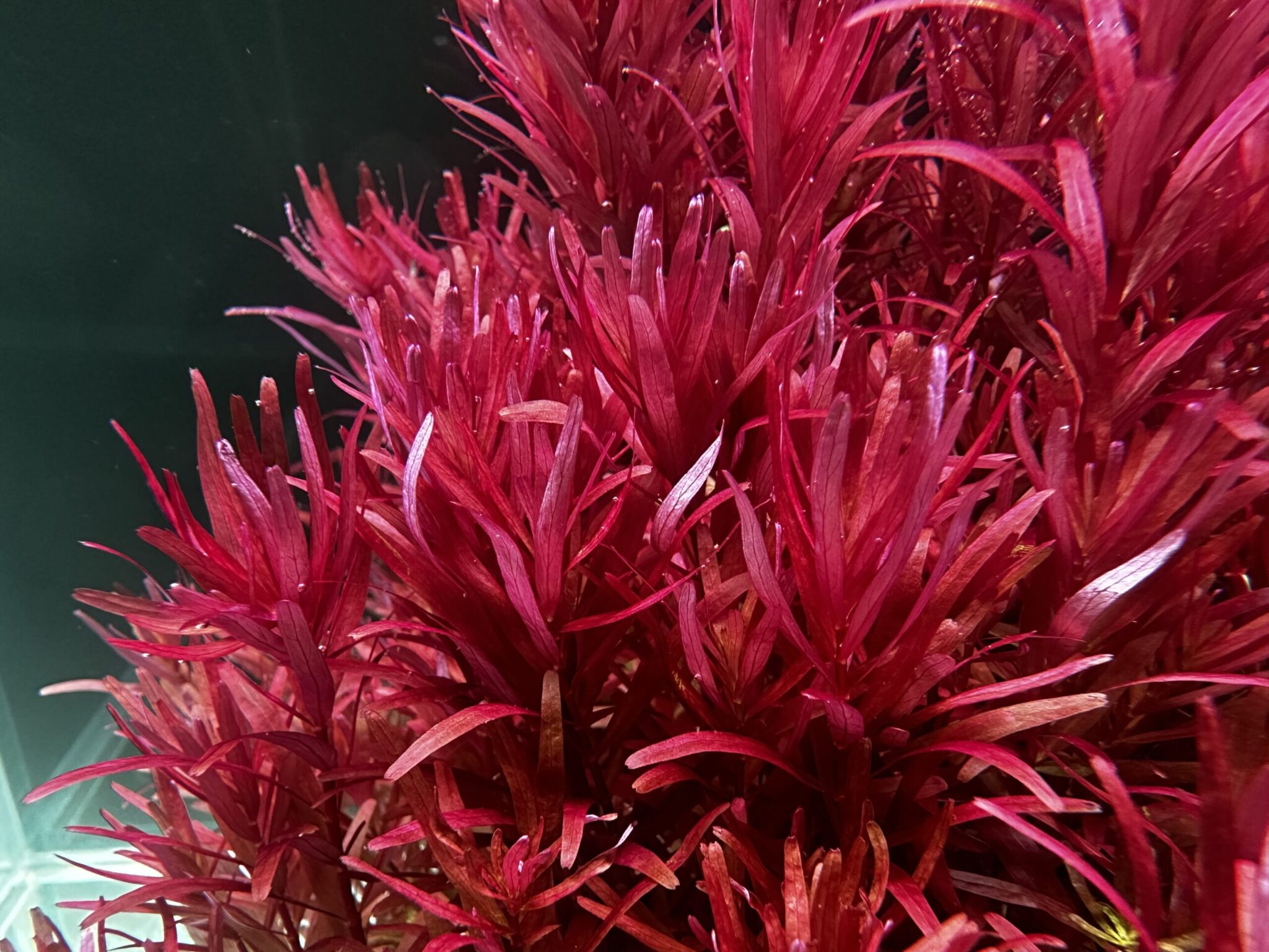 Rotala Rotundifolia ‘Blood Red Singapore’ - Tanaman Aquascape Id